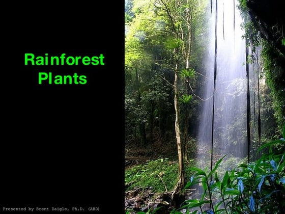 Rainforest Presentation | PPTX