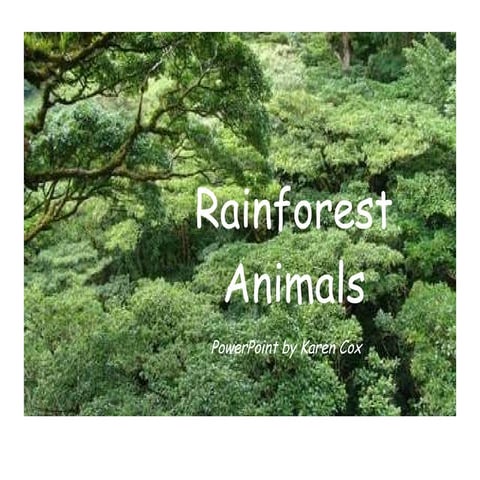 Rainforest Animals | PPT