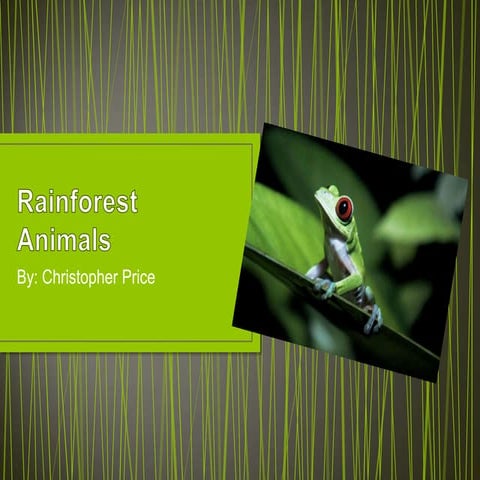 Rainforest animals | PPTX