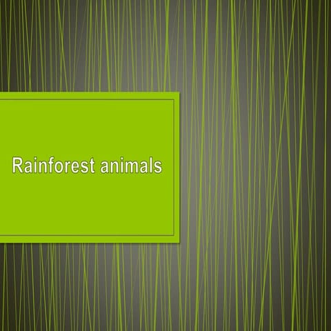 Rainforest animals | PPTX