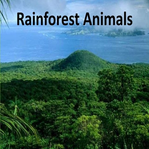 Rainforest animals | PPTX | Zoos & Aquariums | Attractions