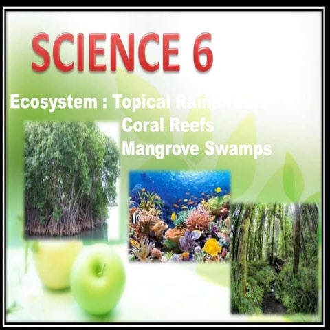Rainforest,Coral Reef and Mangrove swamp.pptx