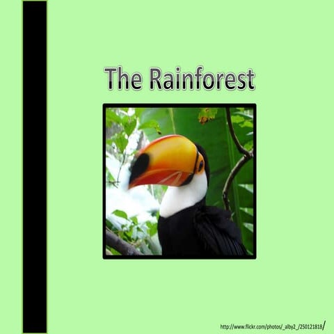 Rainforest Presentation | PPTX