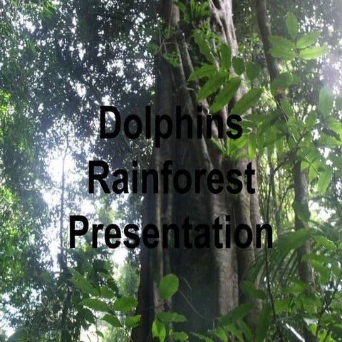 Rainforest presentation | PPTX