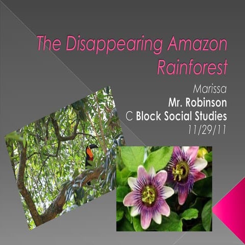 Rainforest research project powerpoint guidelines & model | PPTX