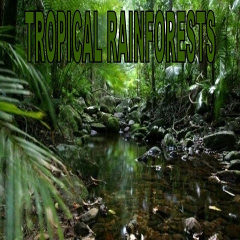 Rainforests | ODP