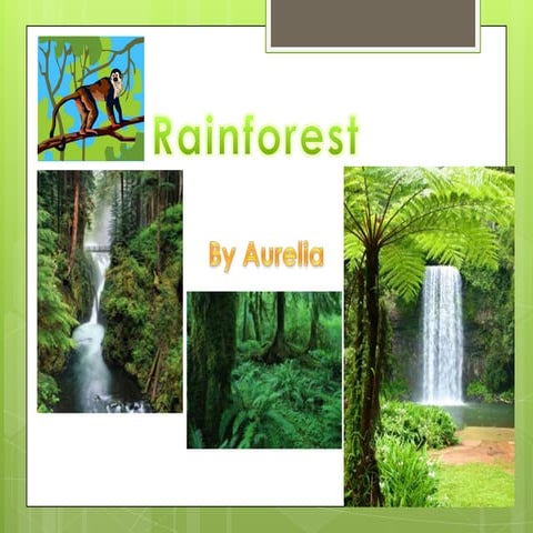 Rainforests | PPT