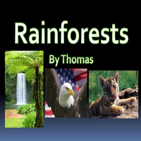 Rainforests | PPTX | Geography | Science
