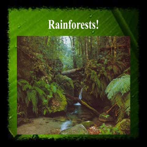 Rainforests of the world with images and explanation | PPT