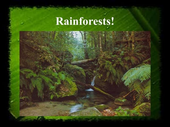 The Amazon Rainforest | PPTX | Geography | Science