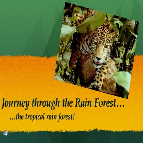 rainforests-powerpoint-1228171494006712-8.pdf