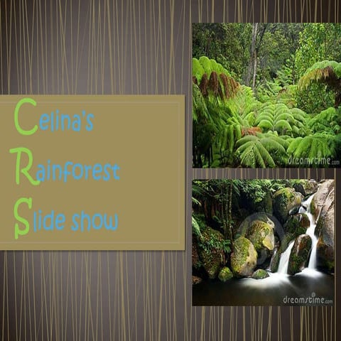 The rainforest habitat | PPTX