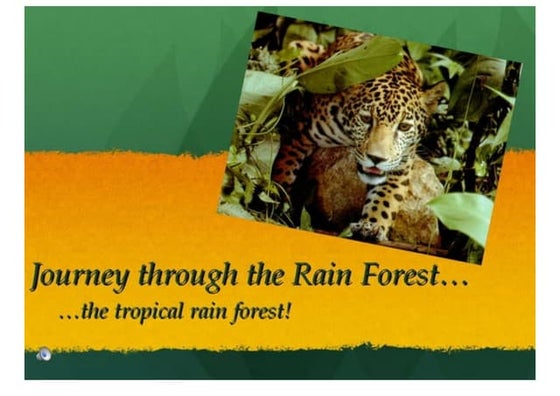 Rainforest Animals | PPT