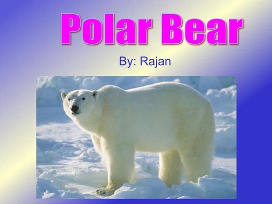 polar bear by Steve | PPT