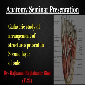 cadaveric study of structures present in second layer of sole | PPTX