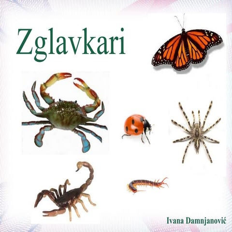 Zglavkari; Rakovi | PPT