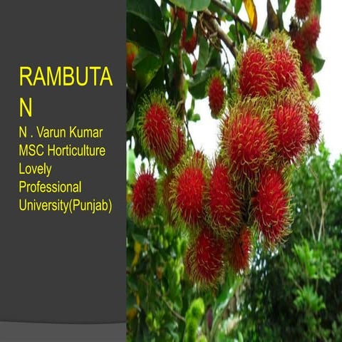 Rambutan | PPTX