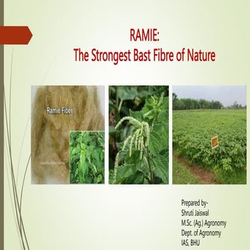 Ramie- The Strongest Bast Fibre of Nature | PPTX