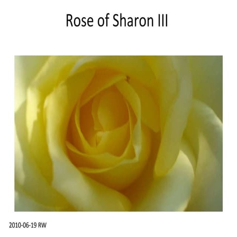 Rose of Sharon III | PPT