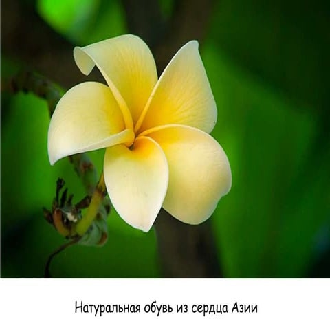 Обувь из натуральных материалов | PPT