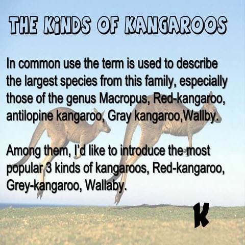 REPORT TEXT EXAMPLE: Kangaroo | DOCX