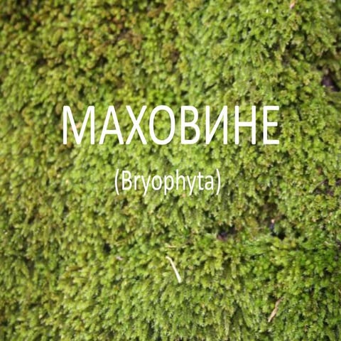 Mahovine | PPT