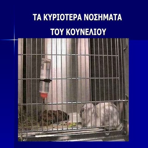 παθολογια κουνελιου | PPT