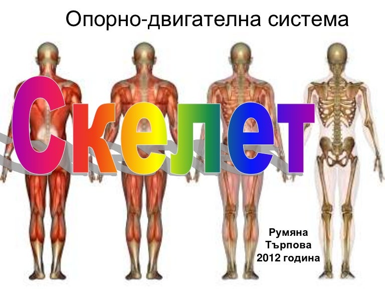 опорно двигателна система