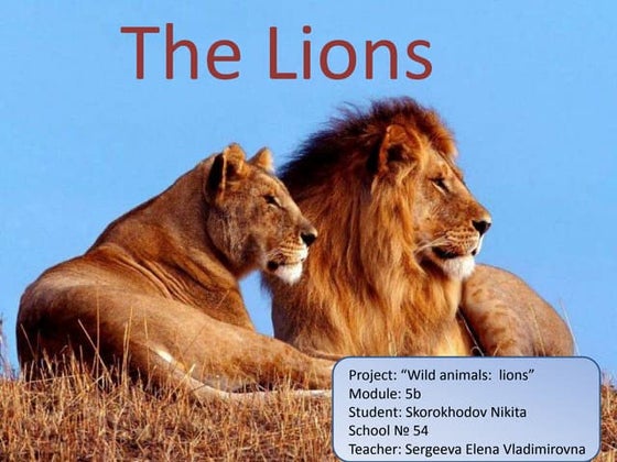 Presentation on lion | PPT