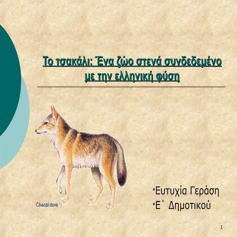 το τσακάλι | PPT