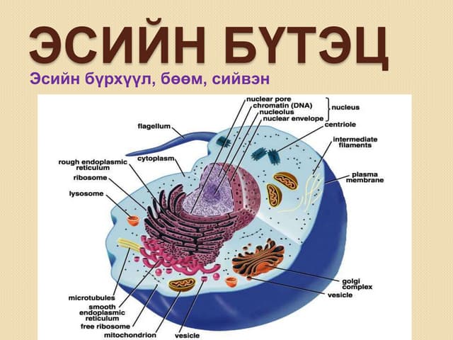 ургамлын эсийн бүтэц