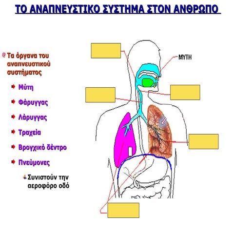 το αναπνευστικό στον άνθρωπο | ODP