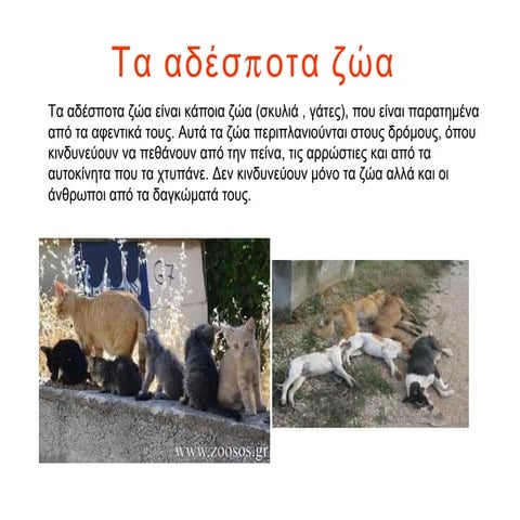 εργασία για τα αδεσποτα ραφτούλη κυριακή | PPT