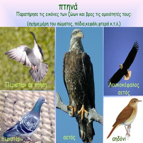 τα ζωα του δασους ασκηση