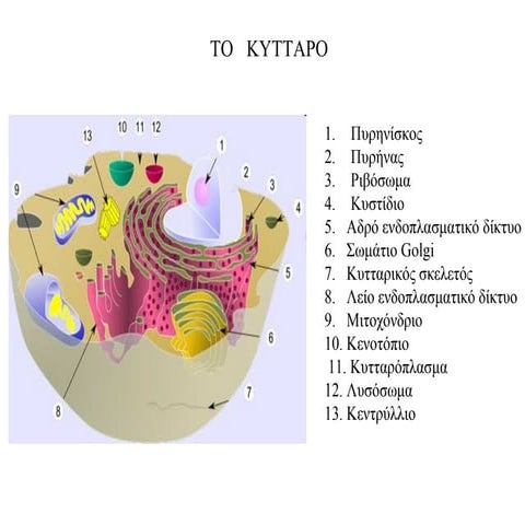 κυτταρο | PPT