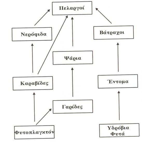 τροφικη πυραμιδα,φυλλο εργασιασ | PDF