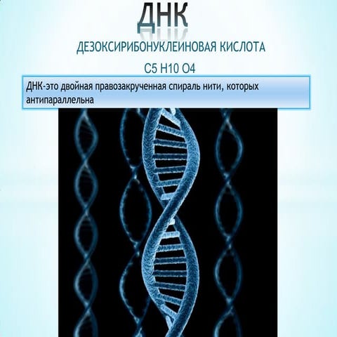 DNA Presentation | PPTX | Genetics | Science