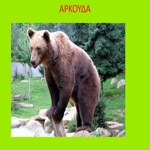 αρκουδα | PPTX
