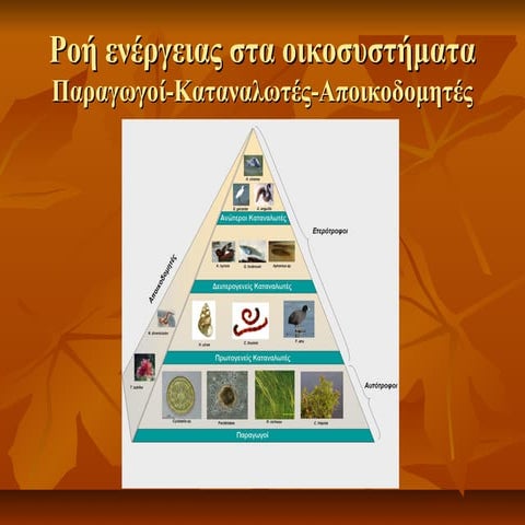 Ροή ενέργειας στα οικοσυστήματα | PPT