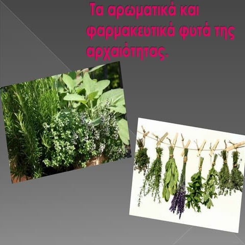 Τα αρωματικά και φαρμακευτικά φυτά της αρχαιότητας | PPTX