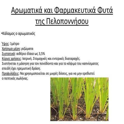 Αρωματικά και Φαρμακευτικά Φυτά της Πελοποννήσου | PPTX