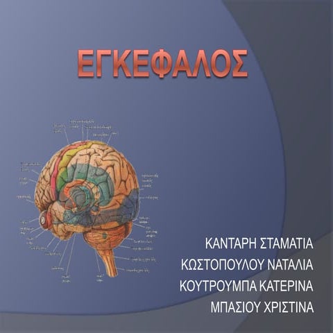 εργασια στη βιολογια εγκεφαλοσ κουτρουμπα,κωστοπουλου,κανταρη,μπασιου ...