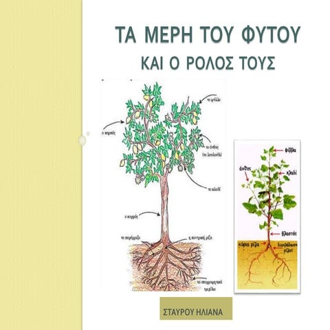 Τα μέρη του φυτού | PPTX