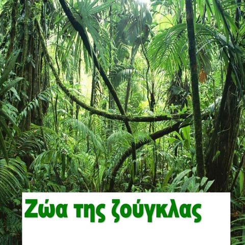 ζώα της ζούγκλας | PPT