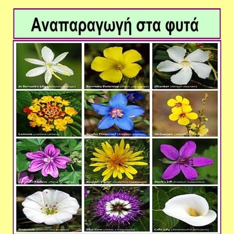 άνθη επικονίαση | PPT