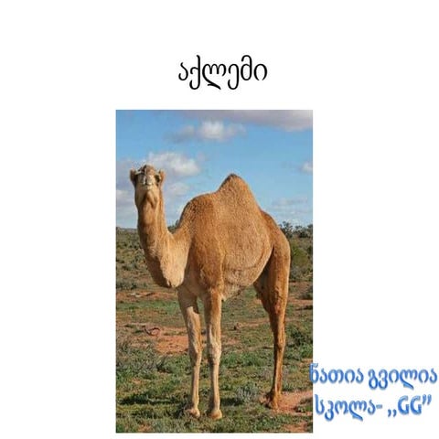 აქლემი | PPT