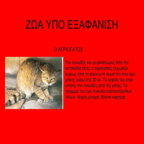 ίριδα ζωα υπο εξαφανιση | PPT