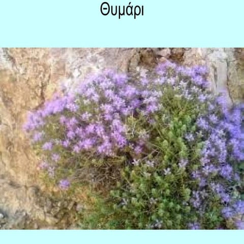 θυμαρι | PPT