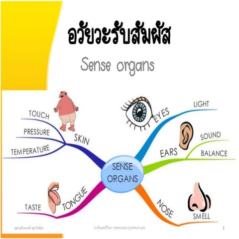 sense organs | PDF