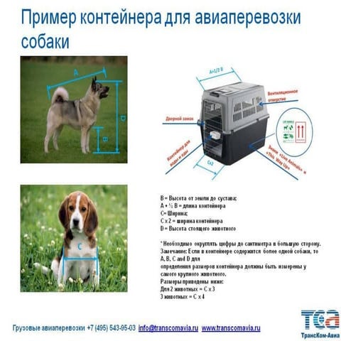 пример контейнера для перевозки собак в самолете | PPT